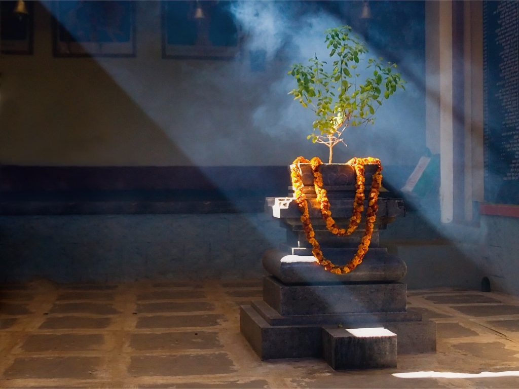 Sacred Tulsi: The Spiritual and Ayurvedic Legacy of India’s Most ...