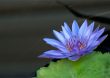 All About the Ancient Blue Lotus (Egyptian Lotus) | Organic India