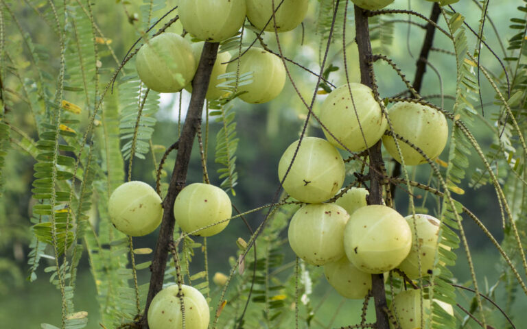 Amla vs Gooseberry: What’s the Difference and Why It Matters | Organic ...