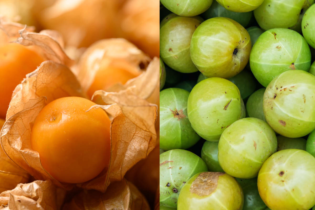 Amla vs Gooseberry: What’s the Difference and Why It Matters | Organic ...