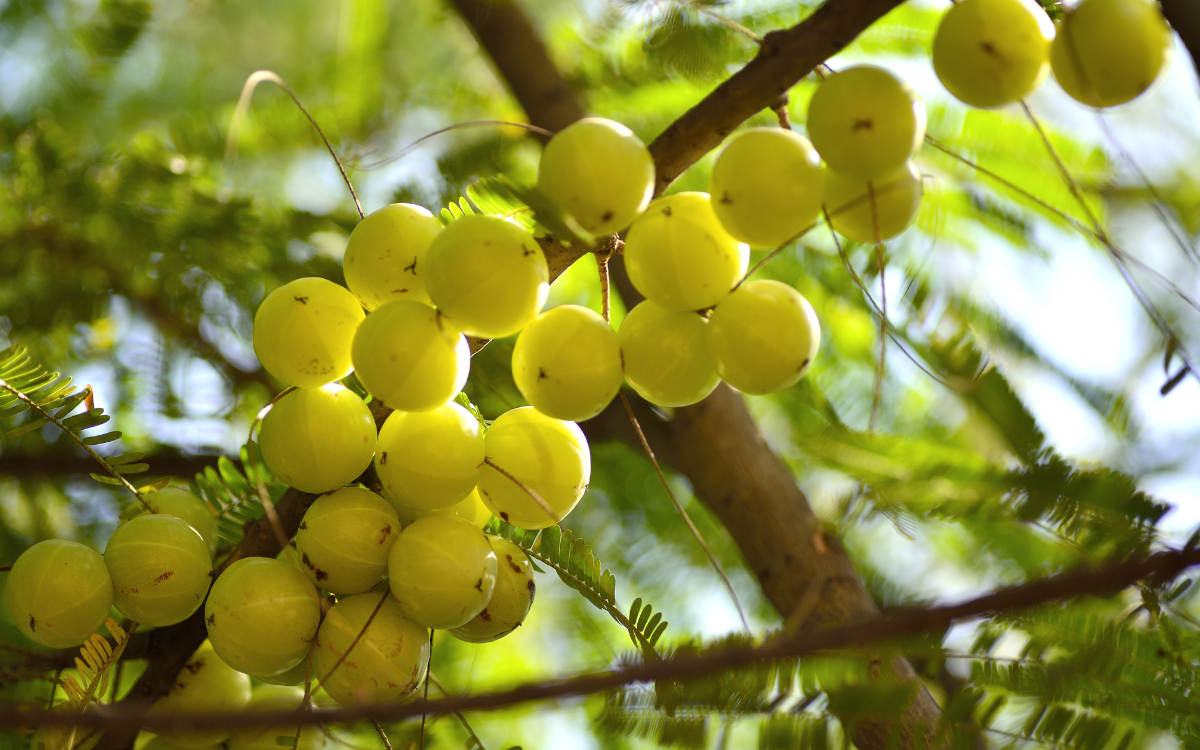 What is Amla? Ayurvedic Superfruit Insights | Organic India