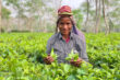 What is Assam Tea? A Guide to this Iconic Brew | Organic India