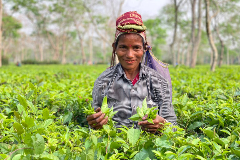 What is Assam Tea? A Guide to this Iconic Brew | Organic India