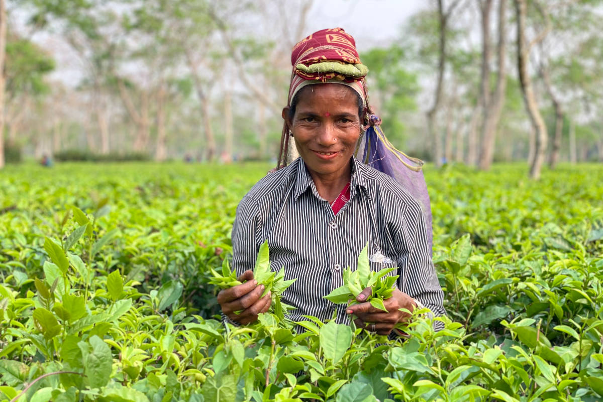 What is Assam Tea? A Guide to this Iconic Brew | Organic India