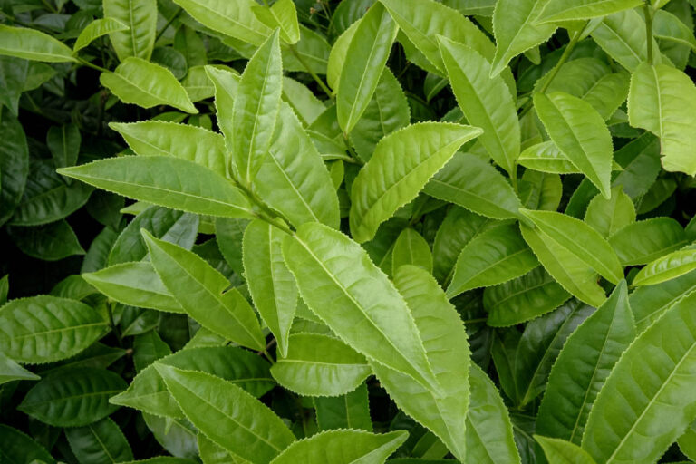 What is Assam Tea? A Guide to this Iconic Brew | Organic India